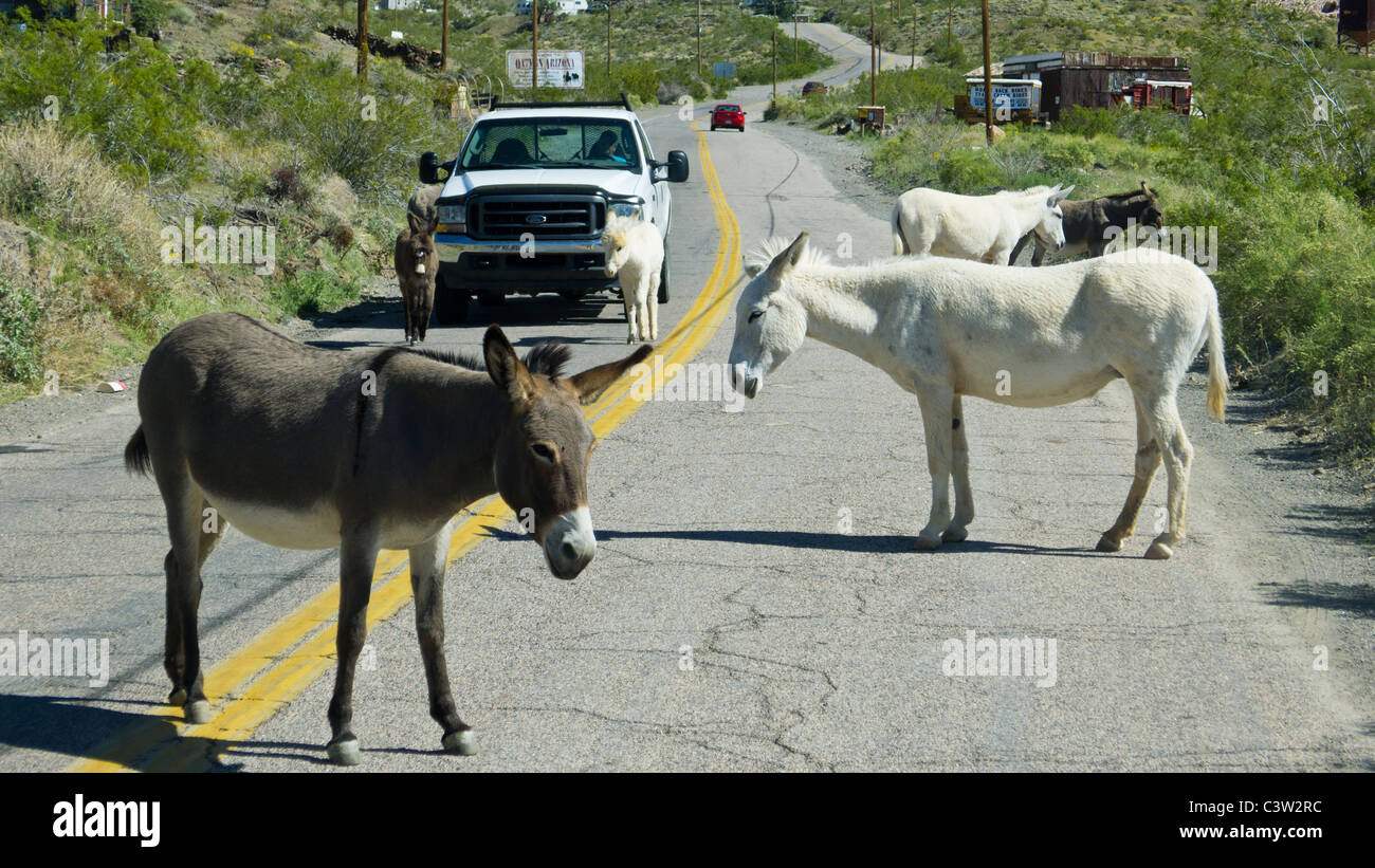 Burros Stock Photos & Burros Stock Images - Alamy