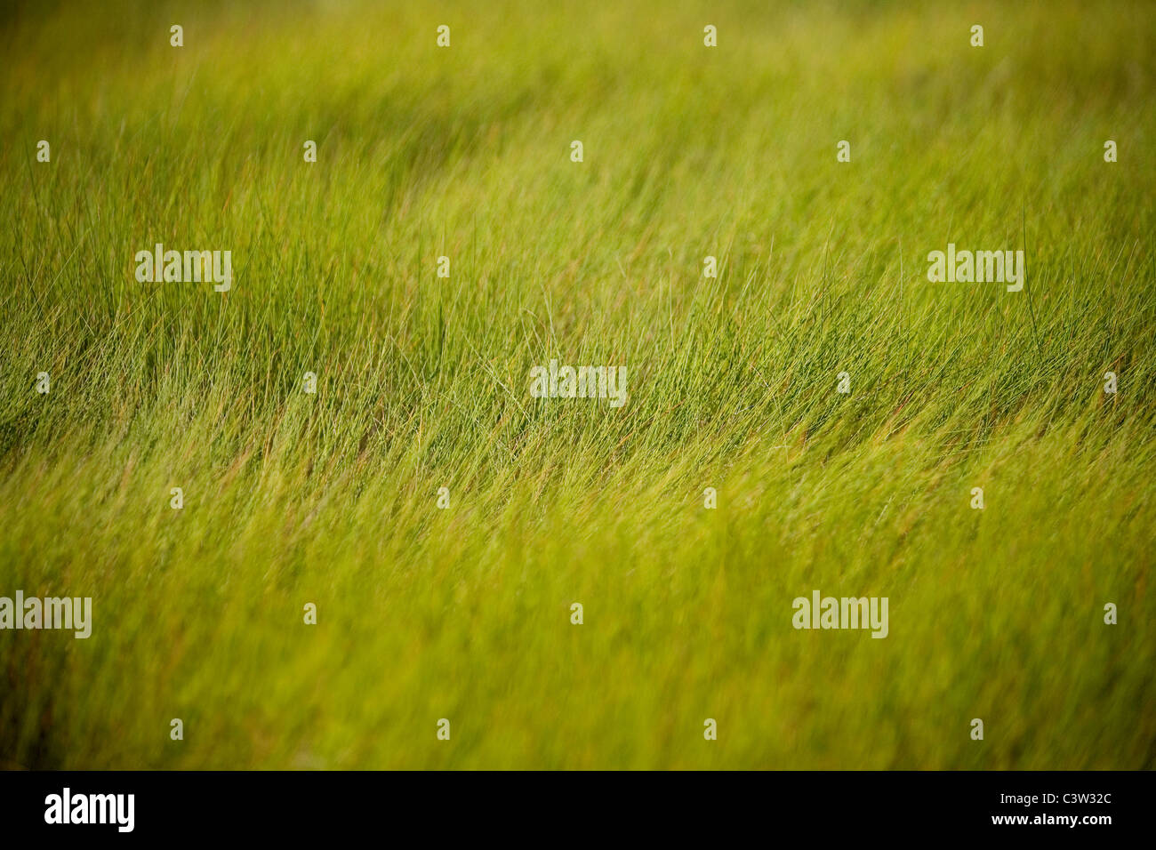 Marsh pattern hi-res stock photography and images - Alamy