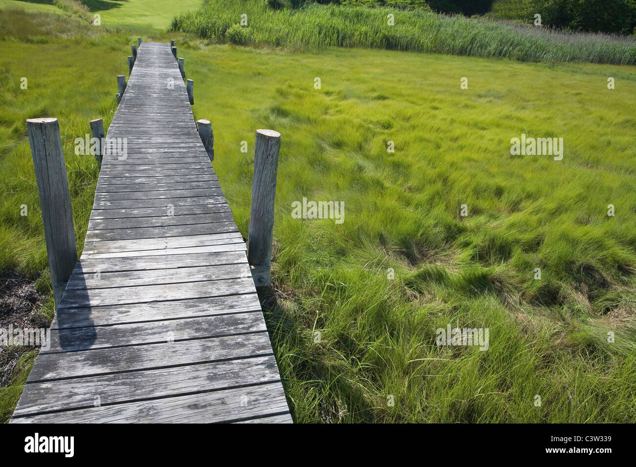 Wooden dock in a marsh Stock Photo - Alamy