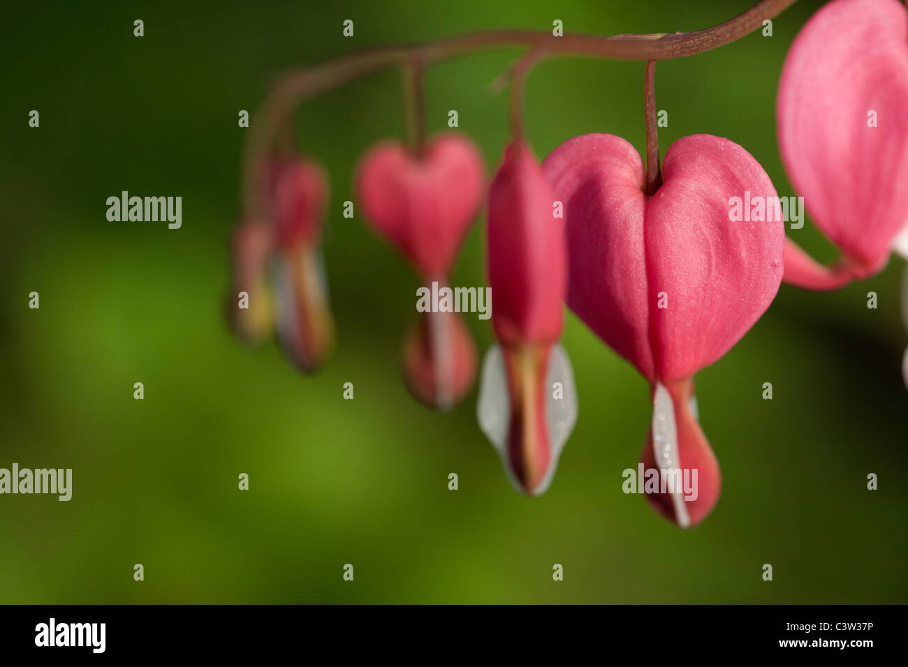 Bleeding heart yard hi-res stock photography and images - Alamy