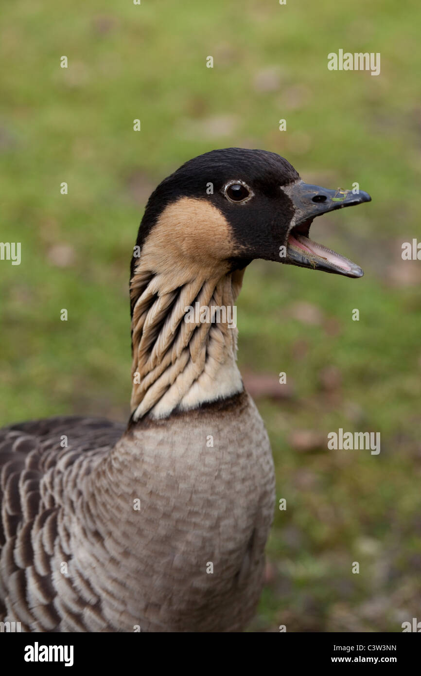 Yawning and stretching by animals hi-res stock photography and images ...