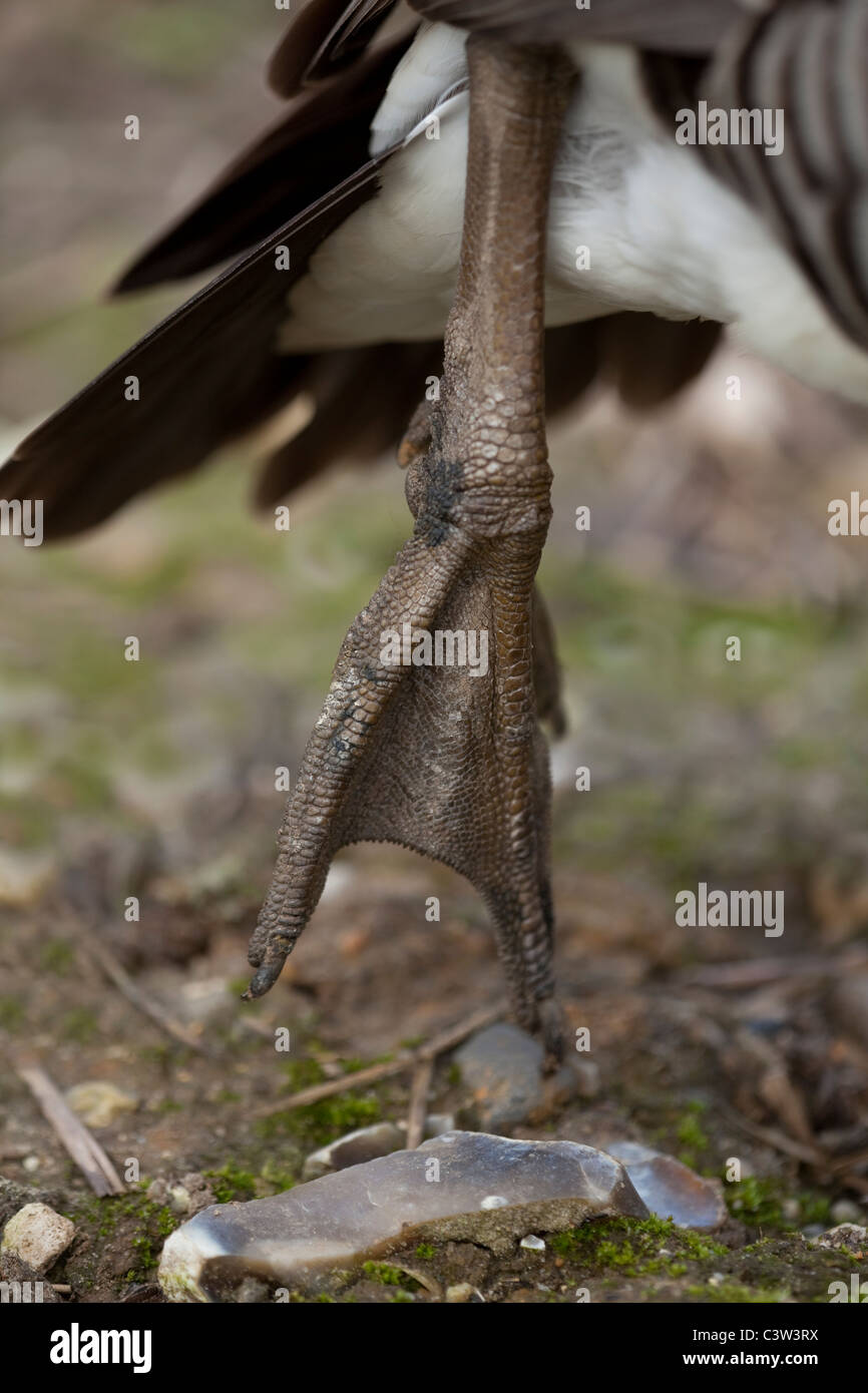 Raised right foot hi-res stock photography and images - Alamy