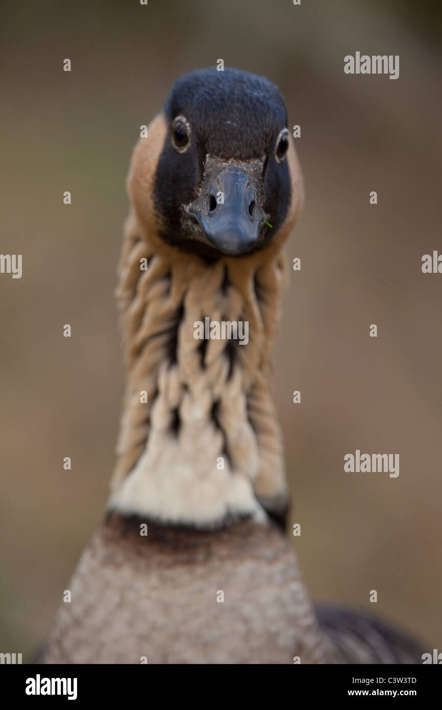 Hawaiian Goose or Ne-ne (Branta sandvicensis). Adult male or gander ...
