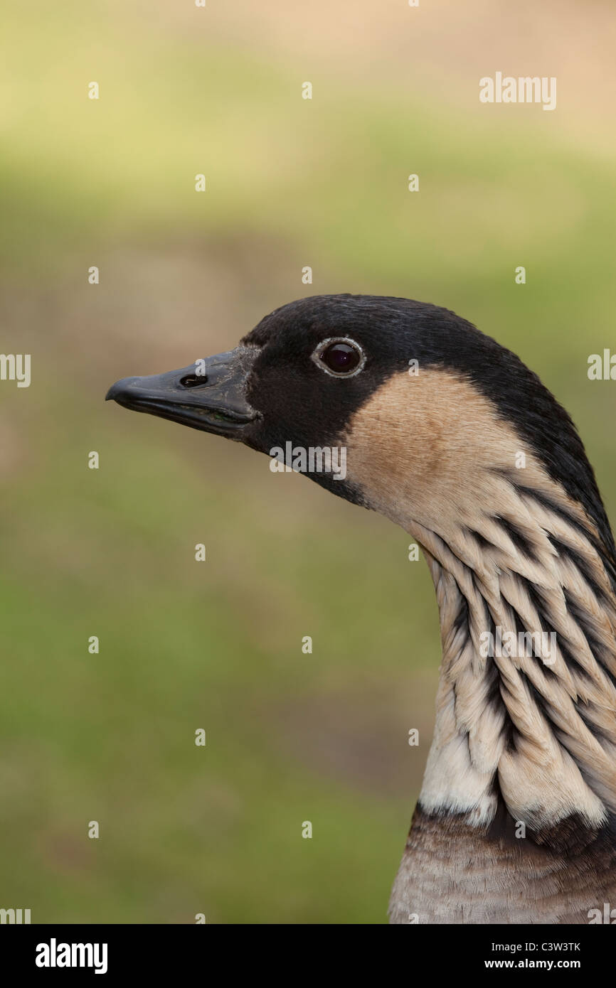 Hawaiian Goose Sandvicensis Head Neck High Resolution Stock Photography ...