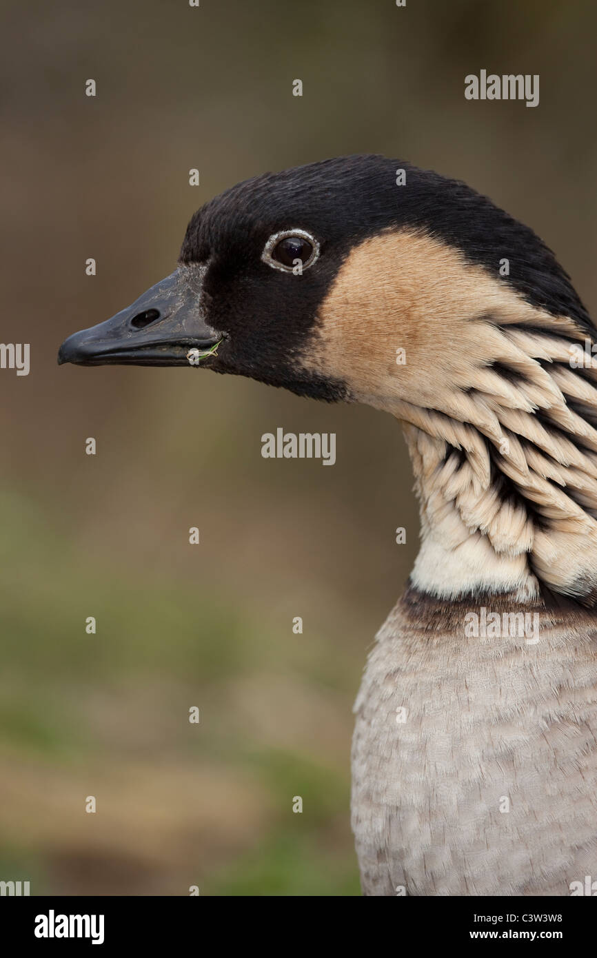 Nene head hi-res stock photography and images - Alamy