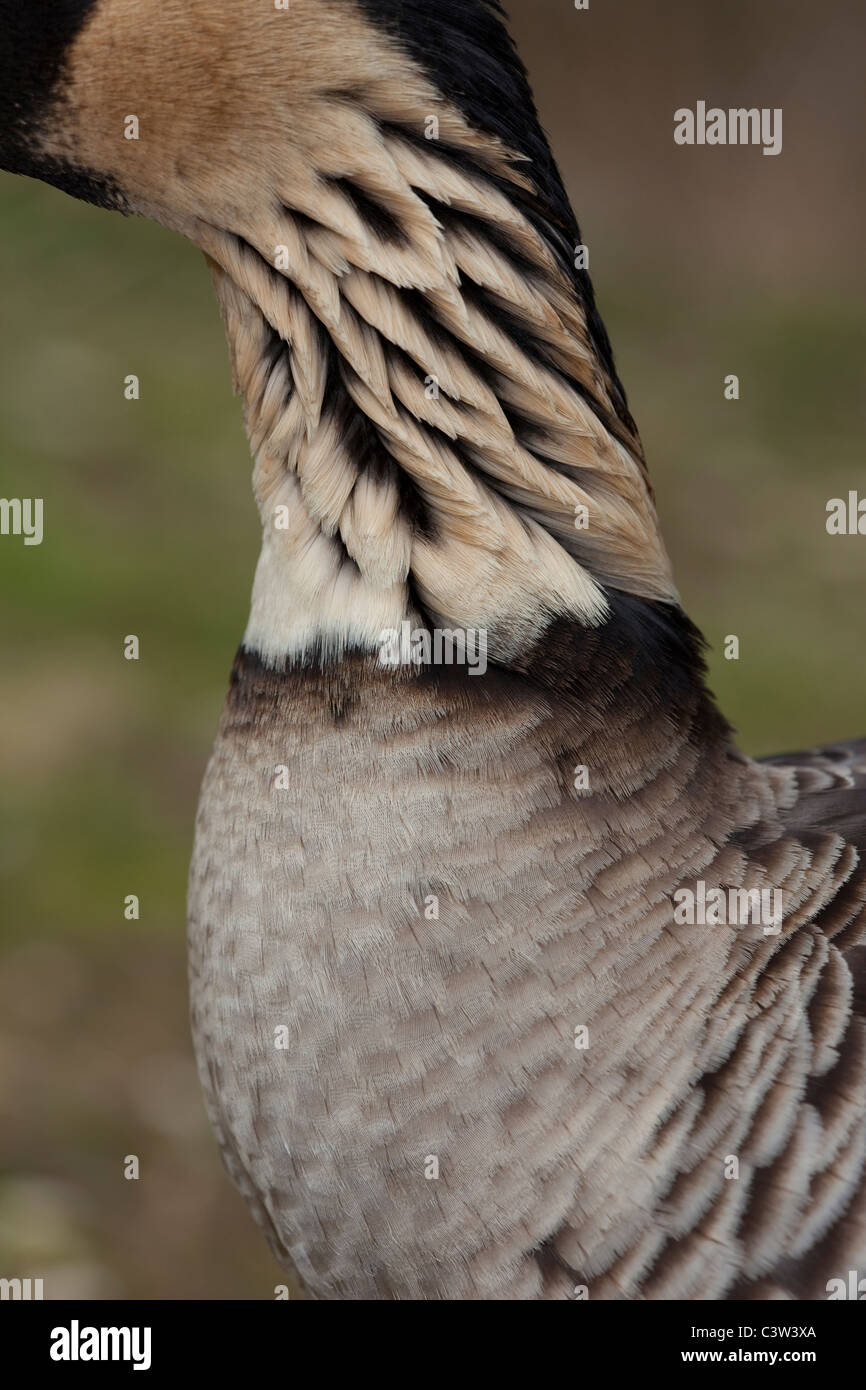 Communicatecommunication hi-res stock photography and images - Alamy