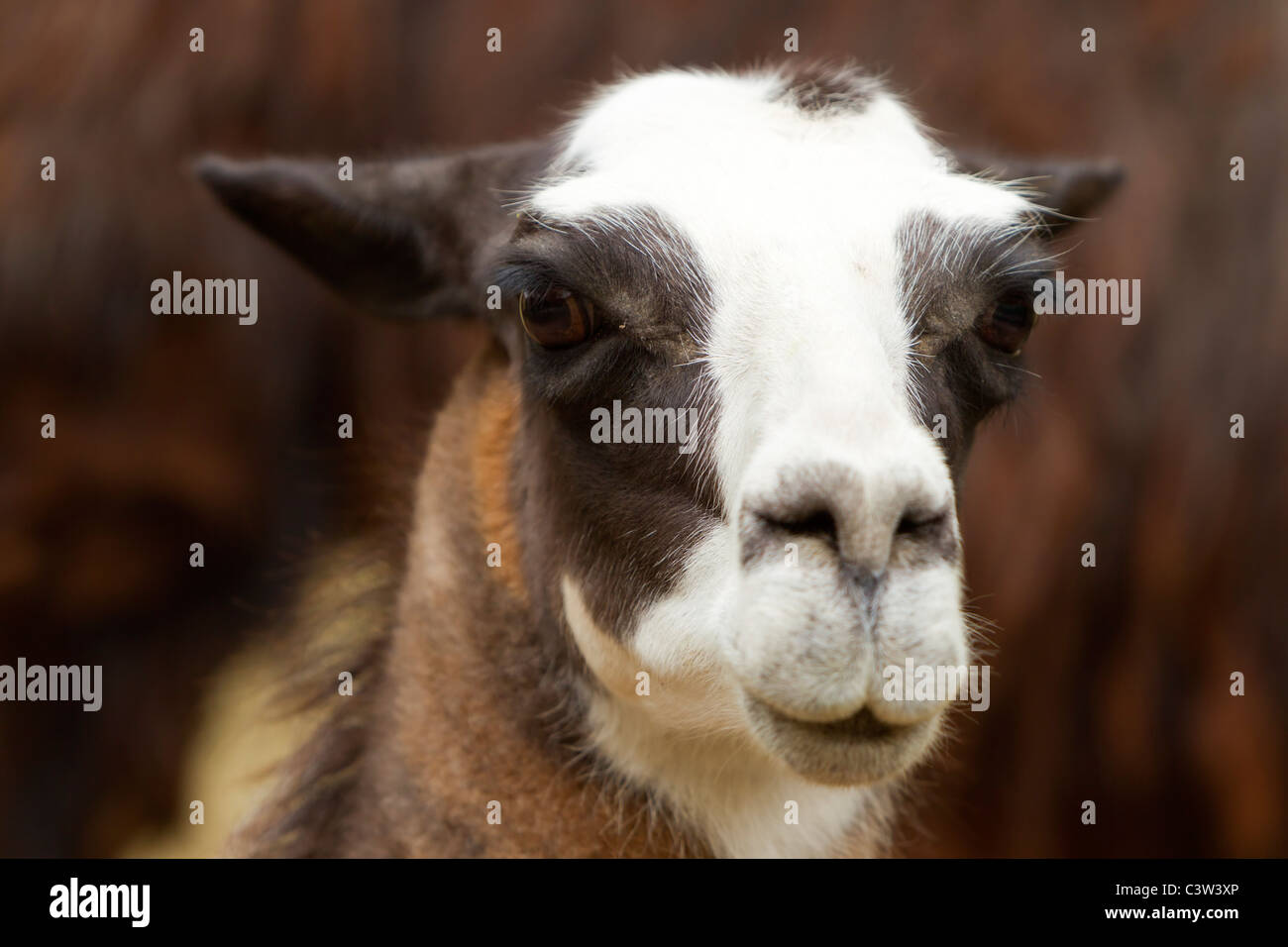 Isolated Headshot Of An Adult Female Lama Glama Stock Photo - Alamy