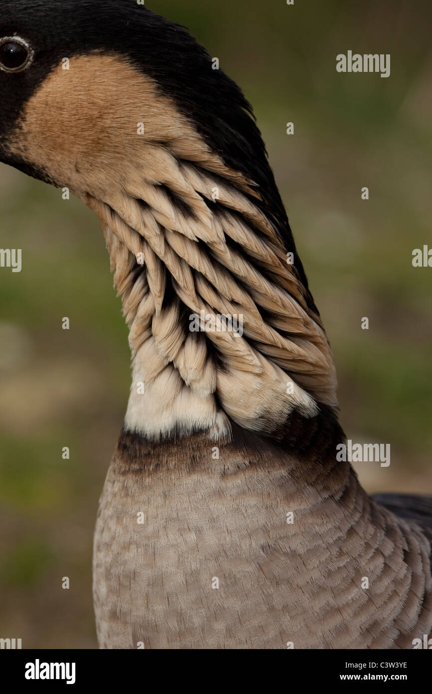 Grooved neck feathers hi-res stock photography and images - Alamy