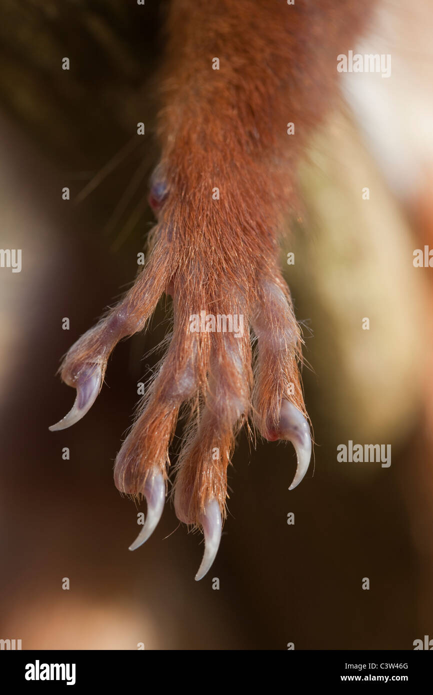 Red Squirrel (Sciurus vulgaris). Left foreleg, showing much reduced ...