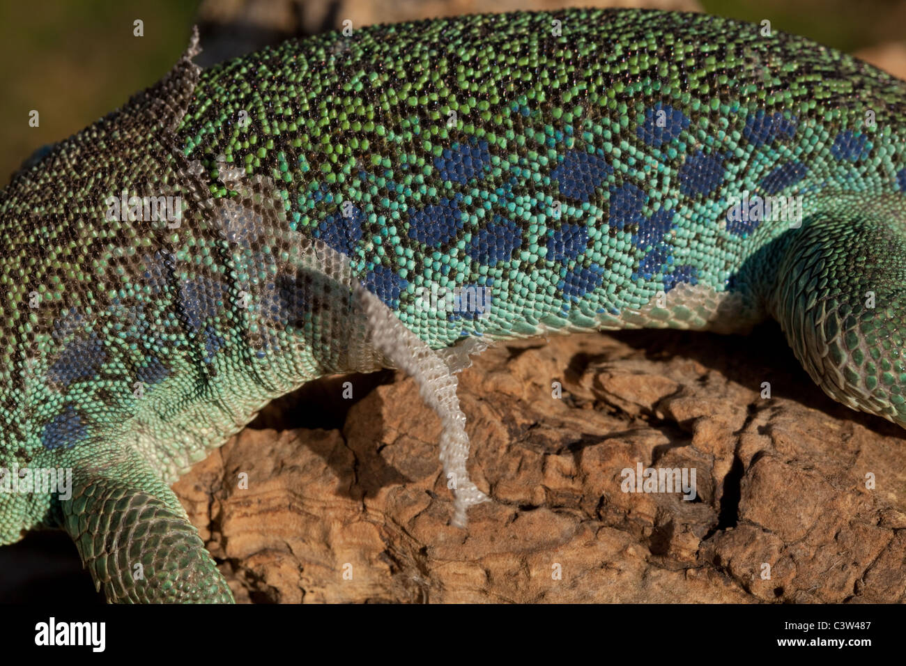 European Ocellated or Eyed Lizard (Timon lepidus). Showing sloughing of ...