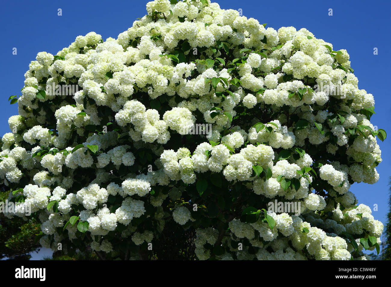 Japanese Snowball Flowers Stock Photo - Alamy