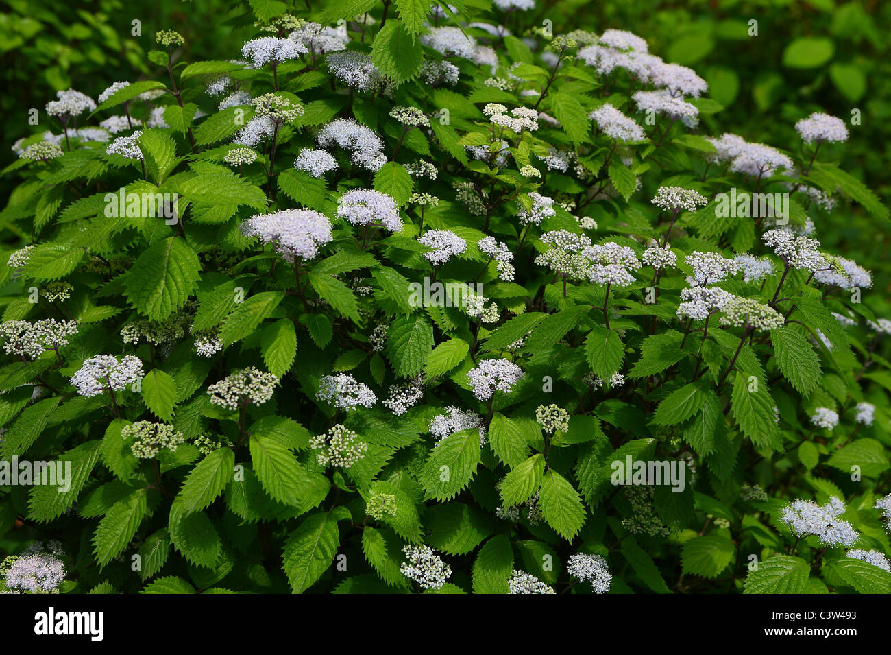 Hydrangea Hirta Flowers Stock Photo - Alamy