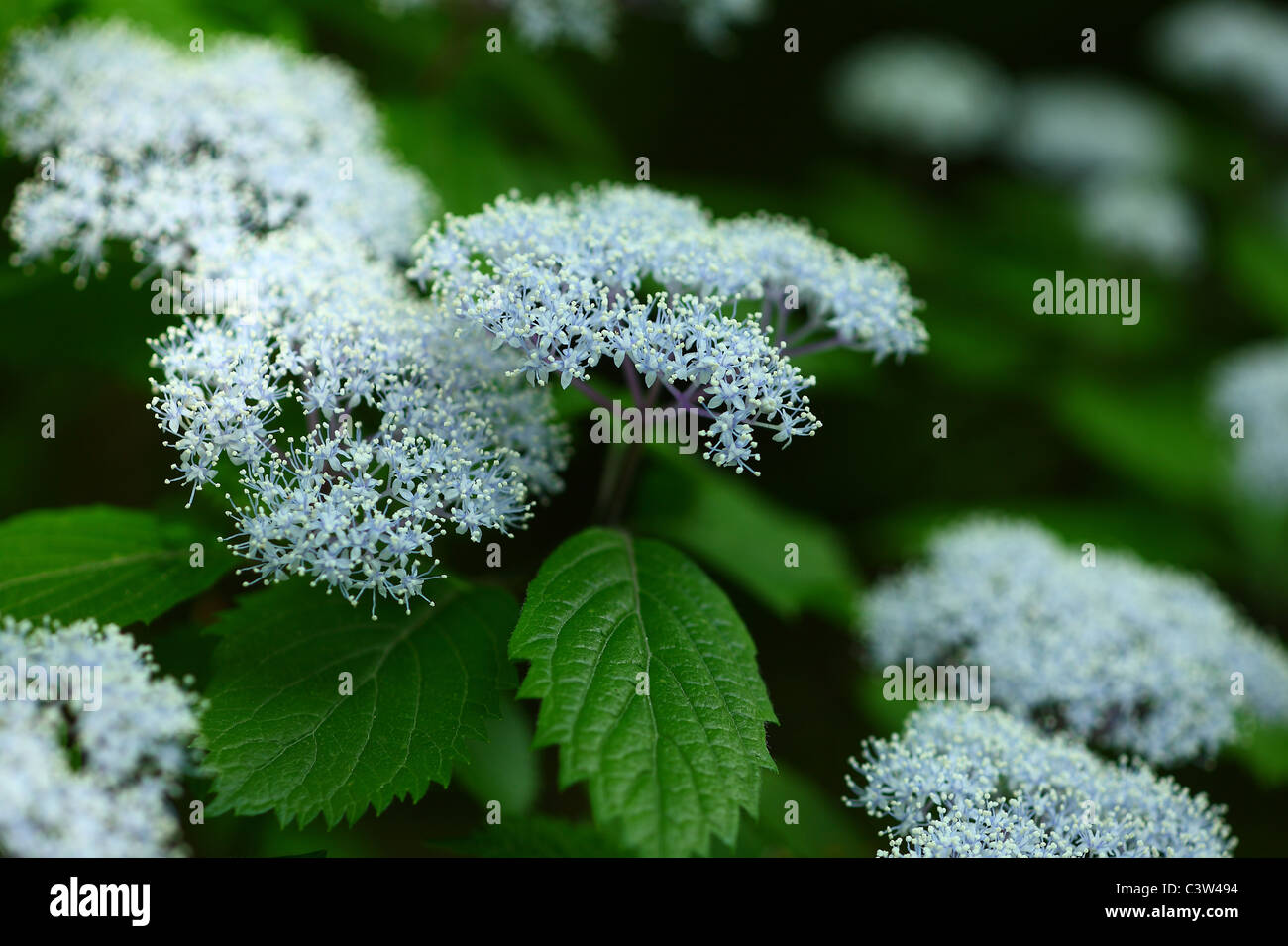 Hydrangea Hirta Flowers Stock Photo - Alamy