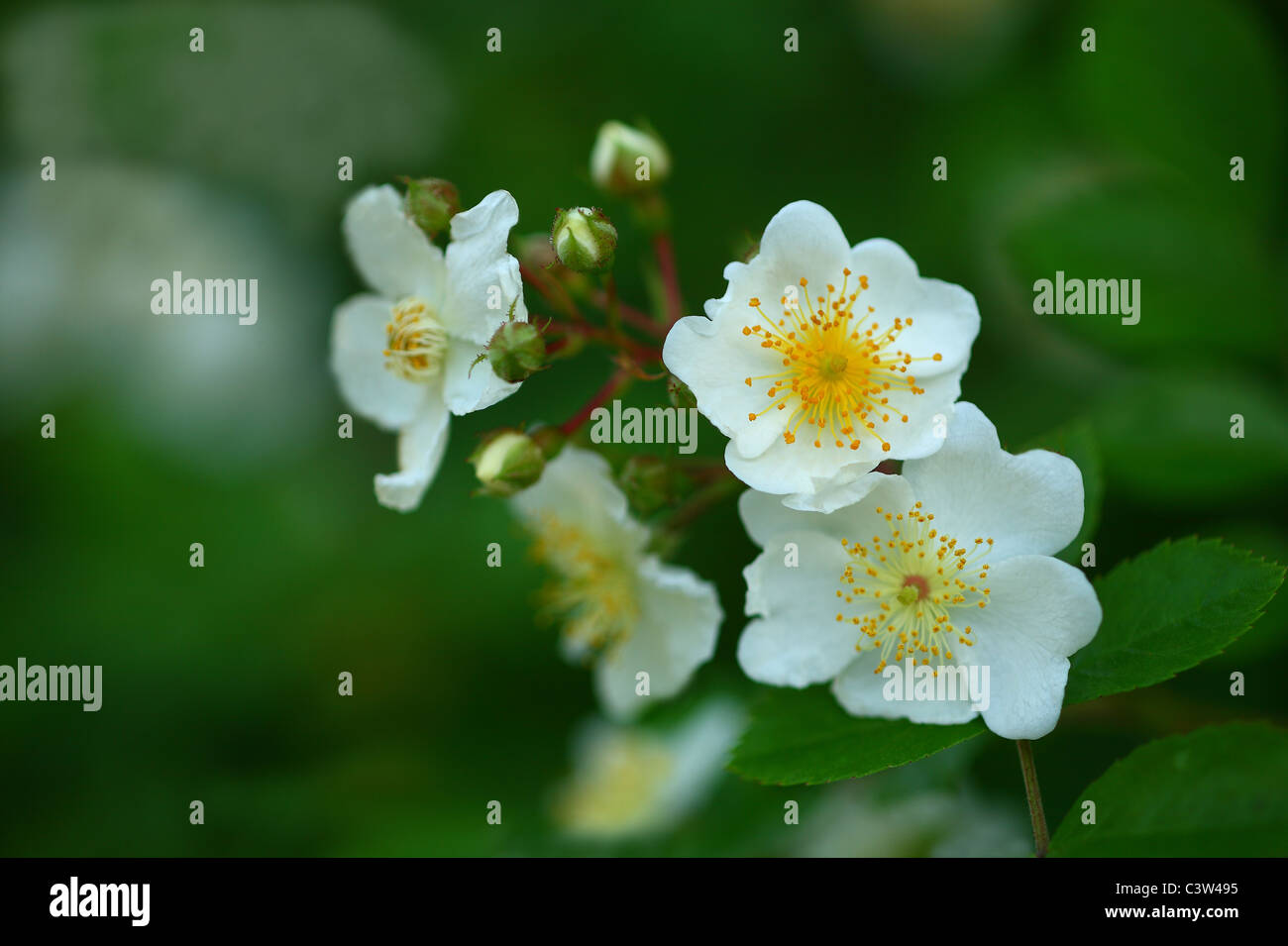 Baby Rose Flowers Stock Photo - Alamy