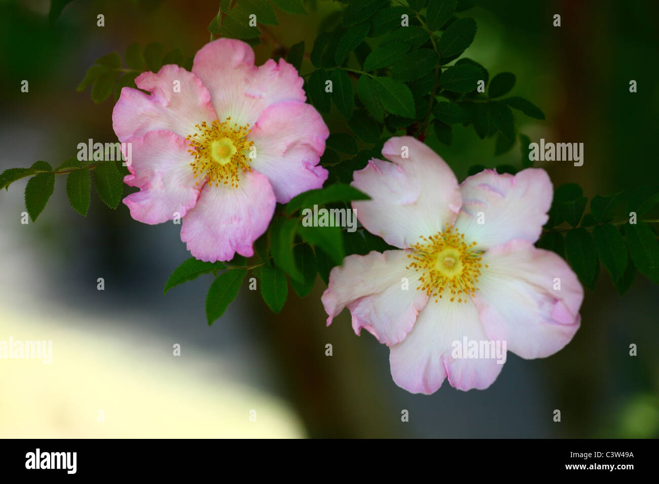 Two Prickly Ash Roses Stock Photo - Alamy