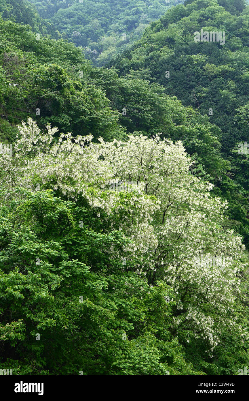 Locust tree water hi-res stock photography and images - Alamy