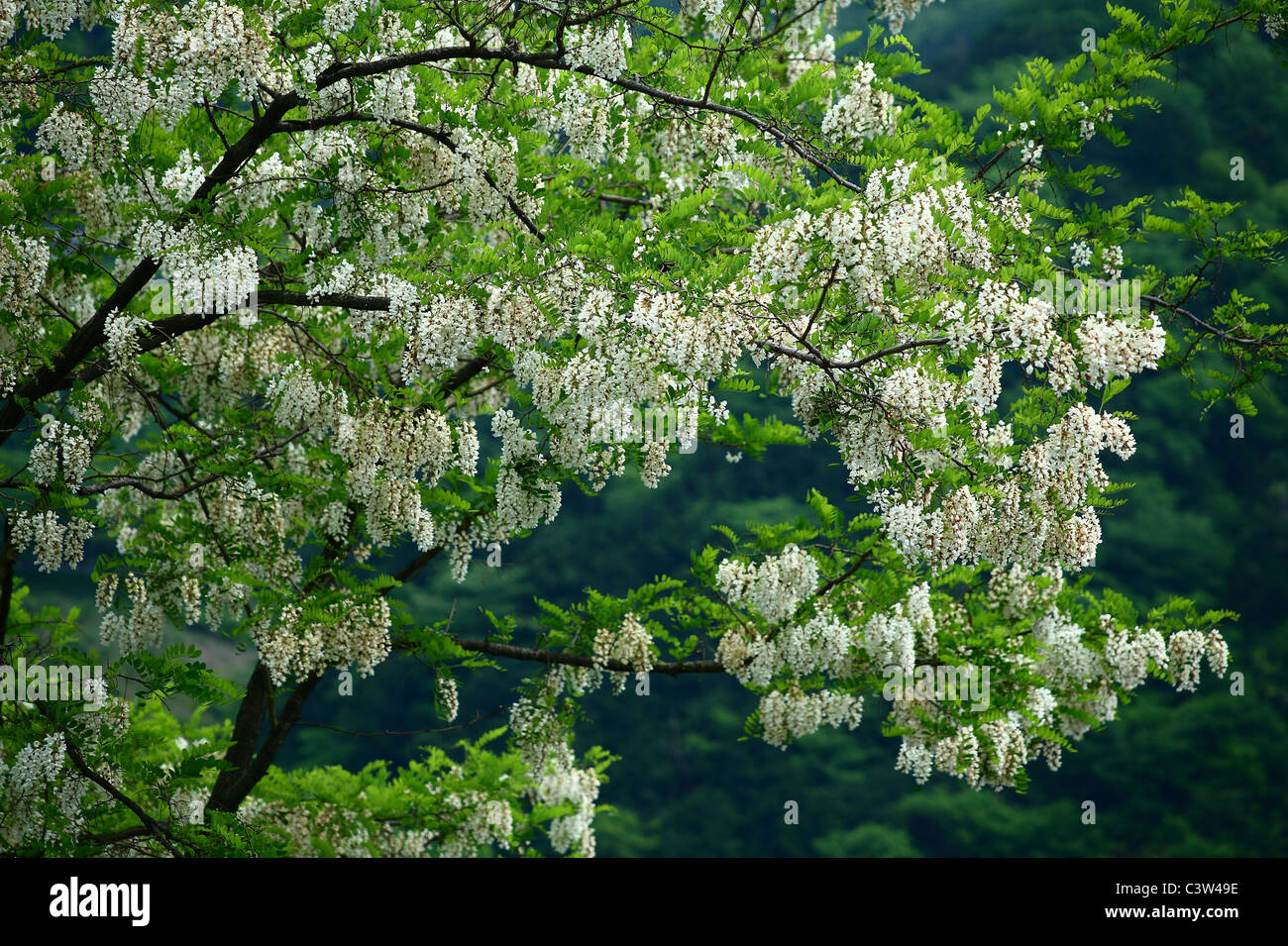 Black Locust Blossoming Stock Photo - Alamy