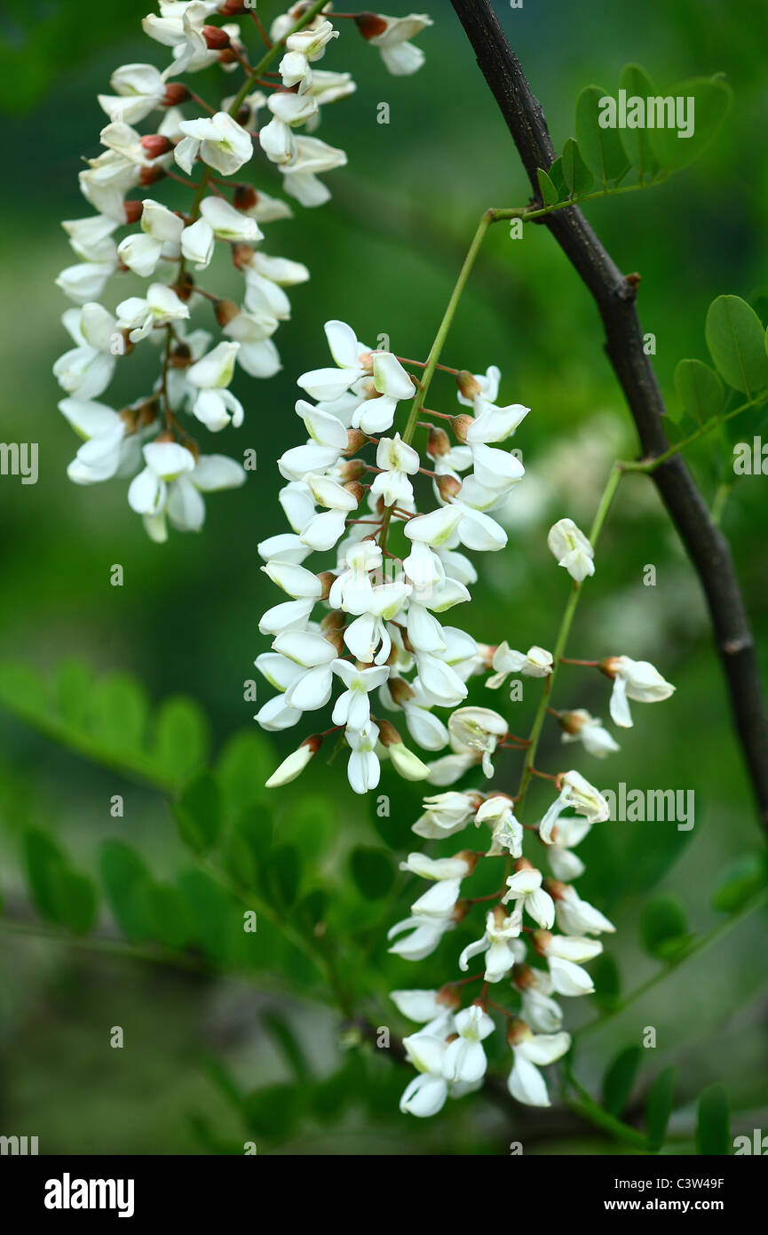 Close Up of Black Locust Flowers Stock Photo - Alamy