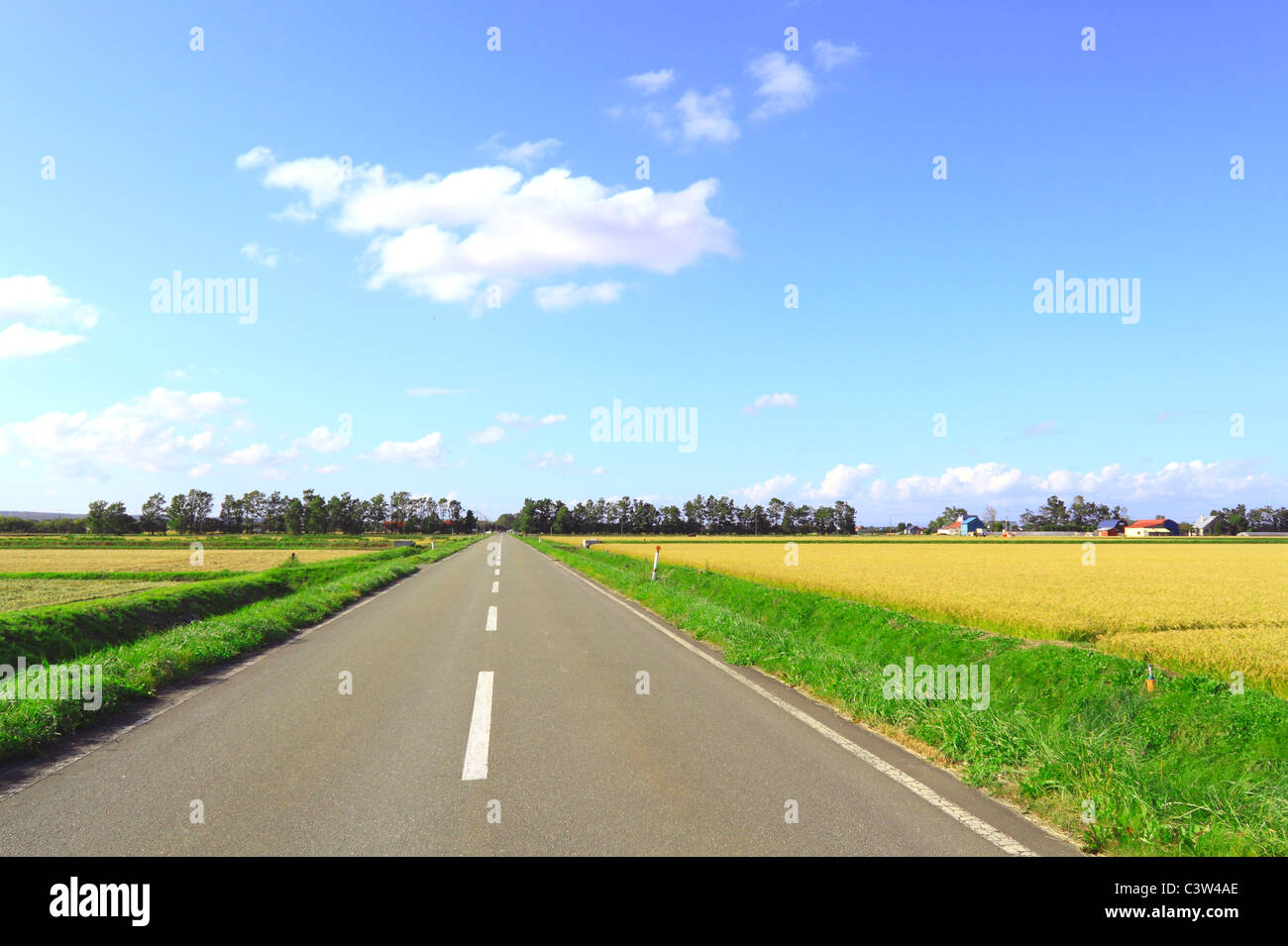 Paddy field road hi-res stock photography and images - Alamy
