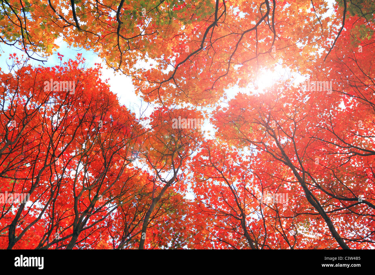 Year maple hi-res stock photography and images - Alamy