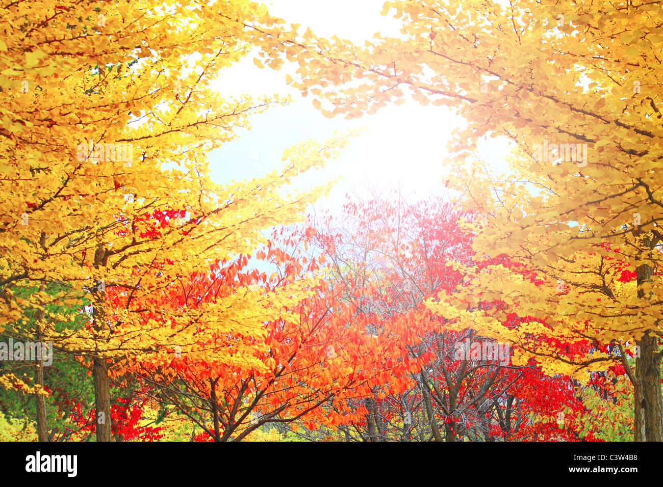 Ginkgo Trees in Autumn Stock Photo - Alamy