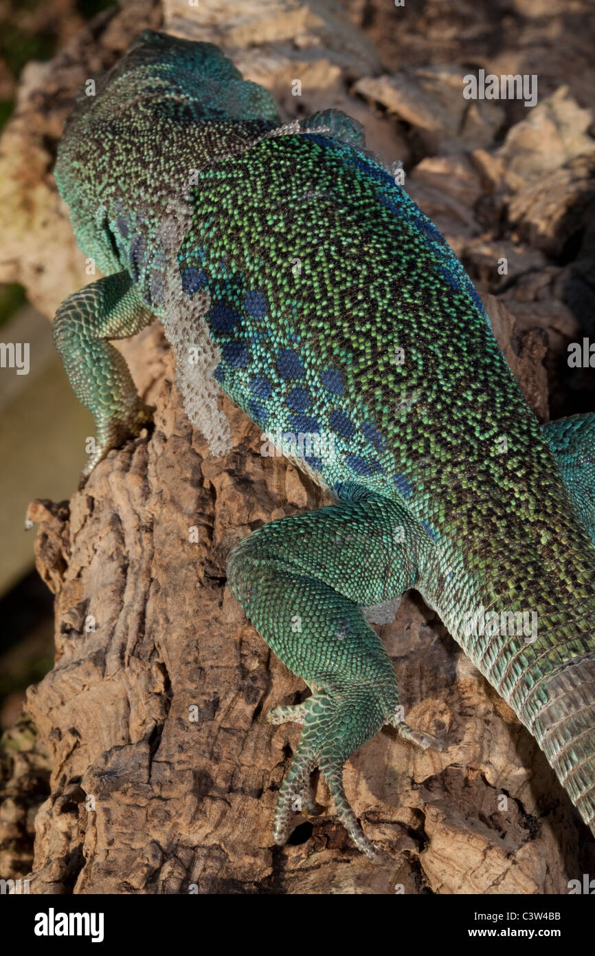 European Ocellated or Eyed Lizard (Timon lepidus). Showing sloughing of ...