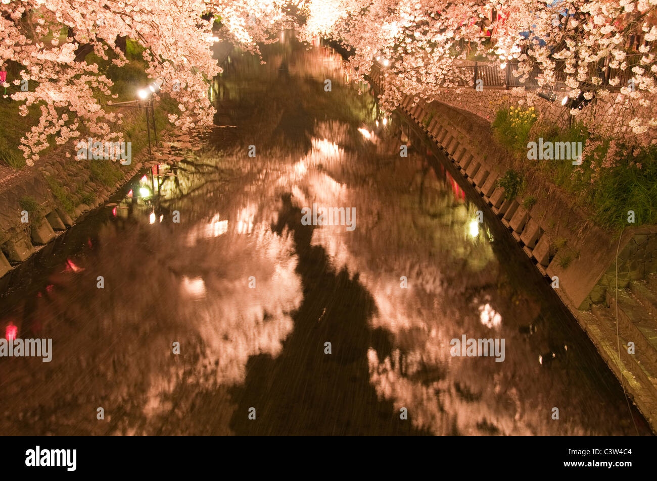 Cherry Blossom Trees at Gogo River Stock Photo - Alamy