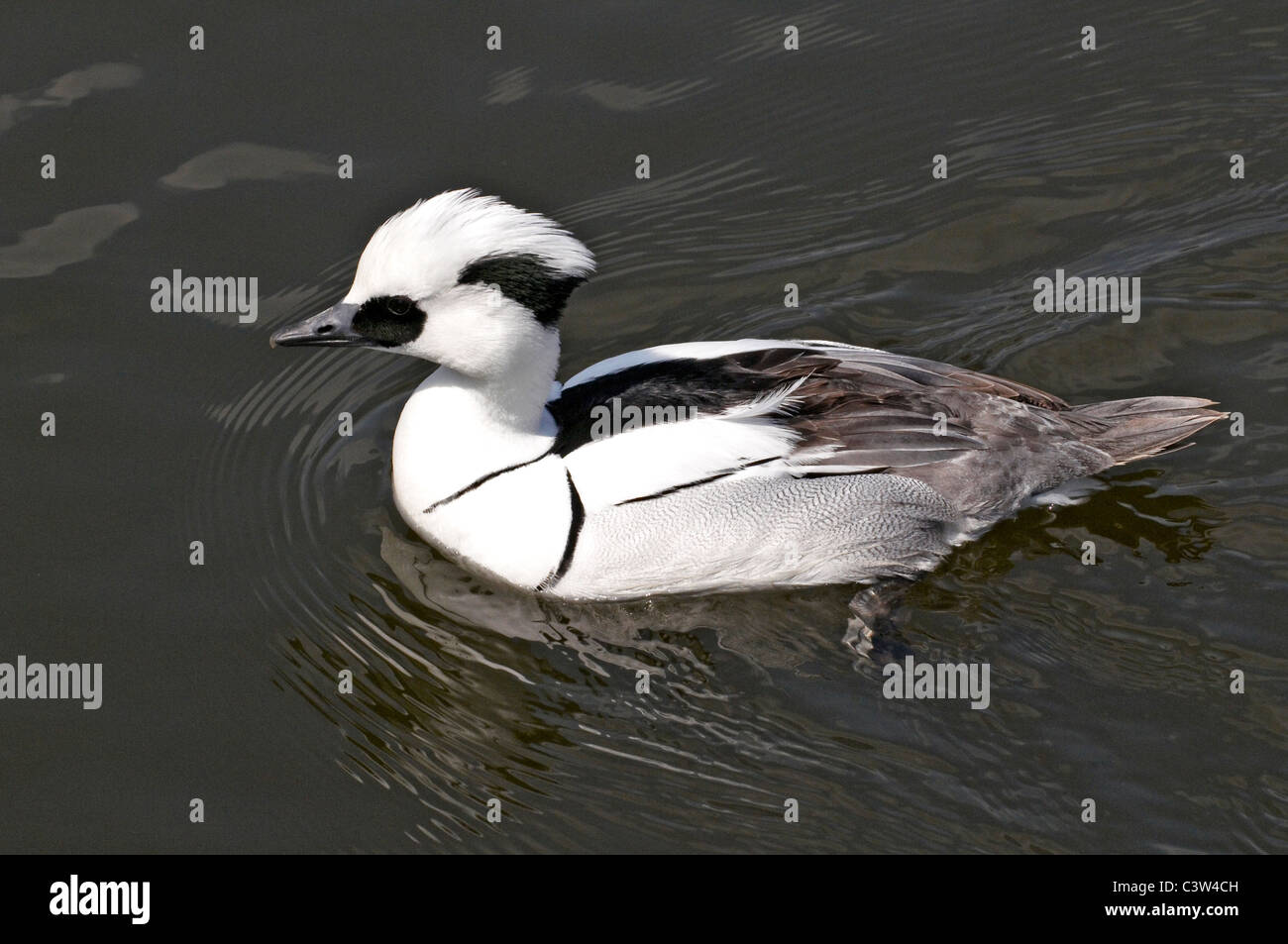 Smew Duck High Resolution Stock Photography and Images - Alamy