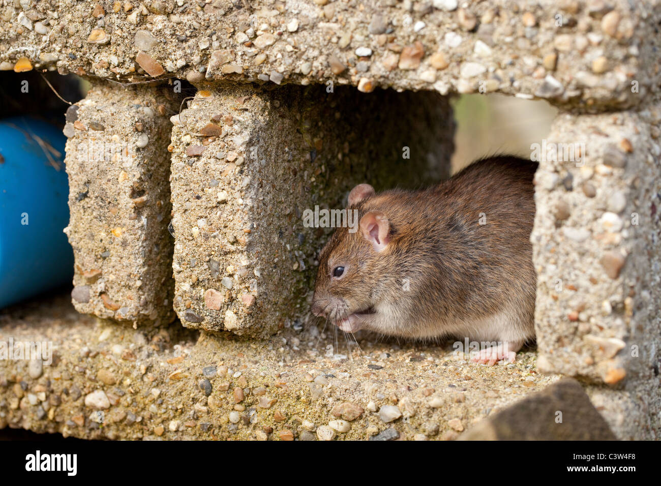 Brown Rat (Rattus norvegicus). Under cover, washing and grooming Stock ...