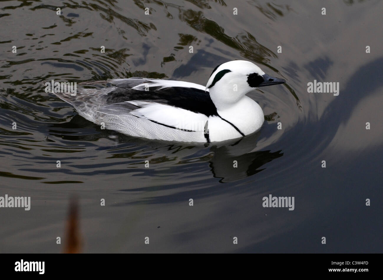 Close up of a male Smew Duck at the Fairhaven Centre Stock Photo - Alamy