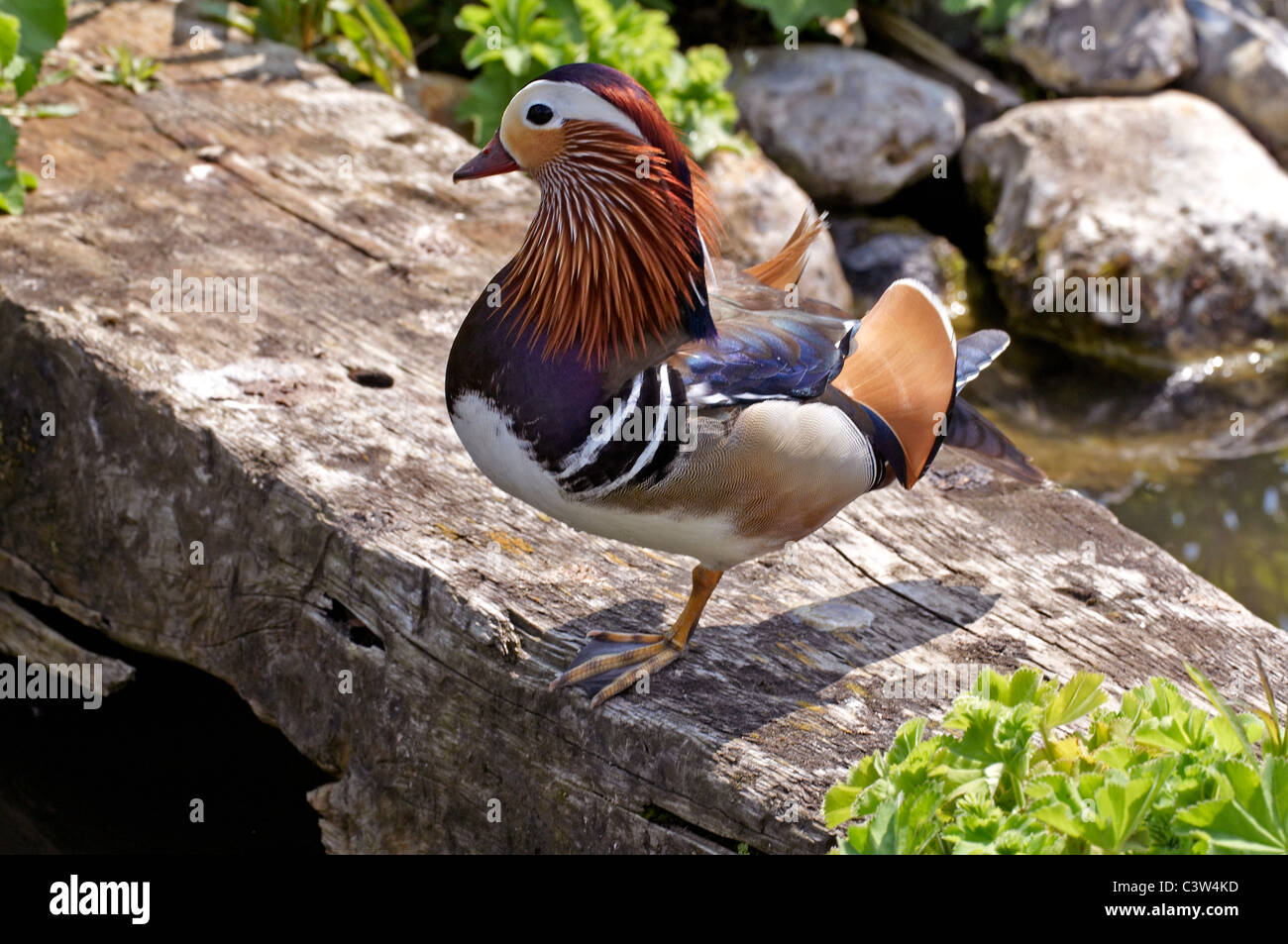Standing duck hi-res stock photography and images - Alamy