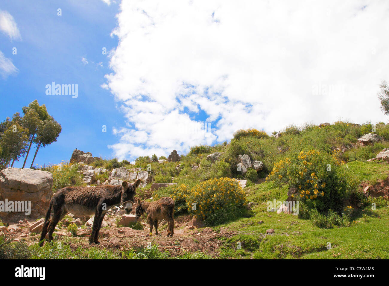 Donkeys at a cliff, Andes, Peru Stock Photo - Alamy