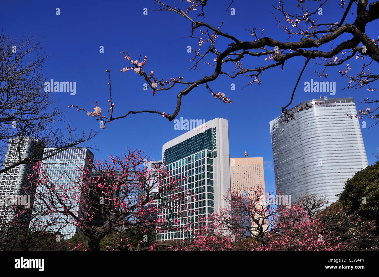 Plum blossoms and skyscrapers, Shiodome, Chuo Ward, Tokyo Prefecture ...