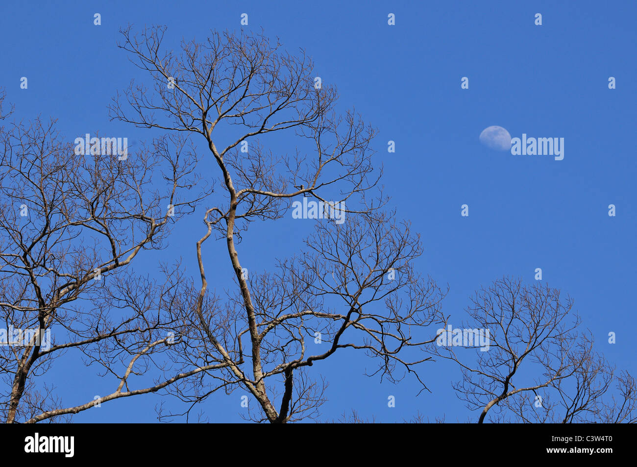 Trees and moon, Sakura City, Chiba Prefecture, Honshu, Japan Stock ...