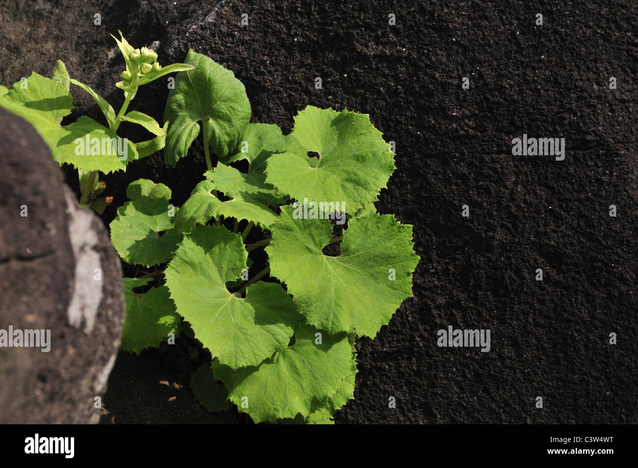 Butterbur Leaf High Resolution Stock Photography and Images - Alamy