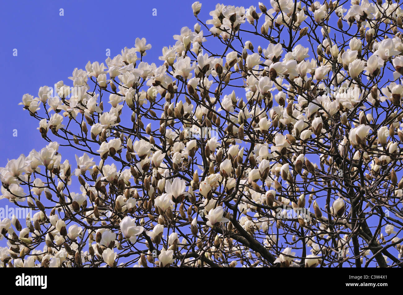 Mangolia tree hi-res stock photography and images - Alamy