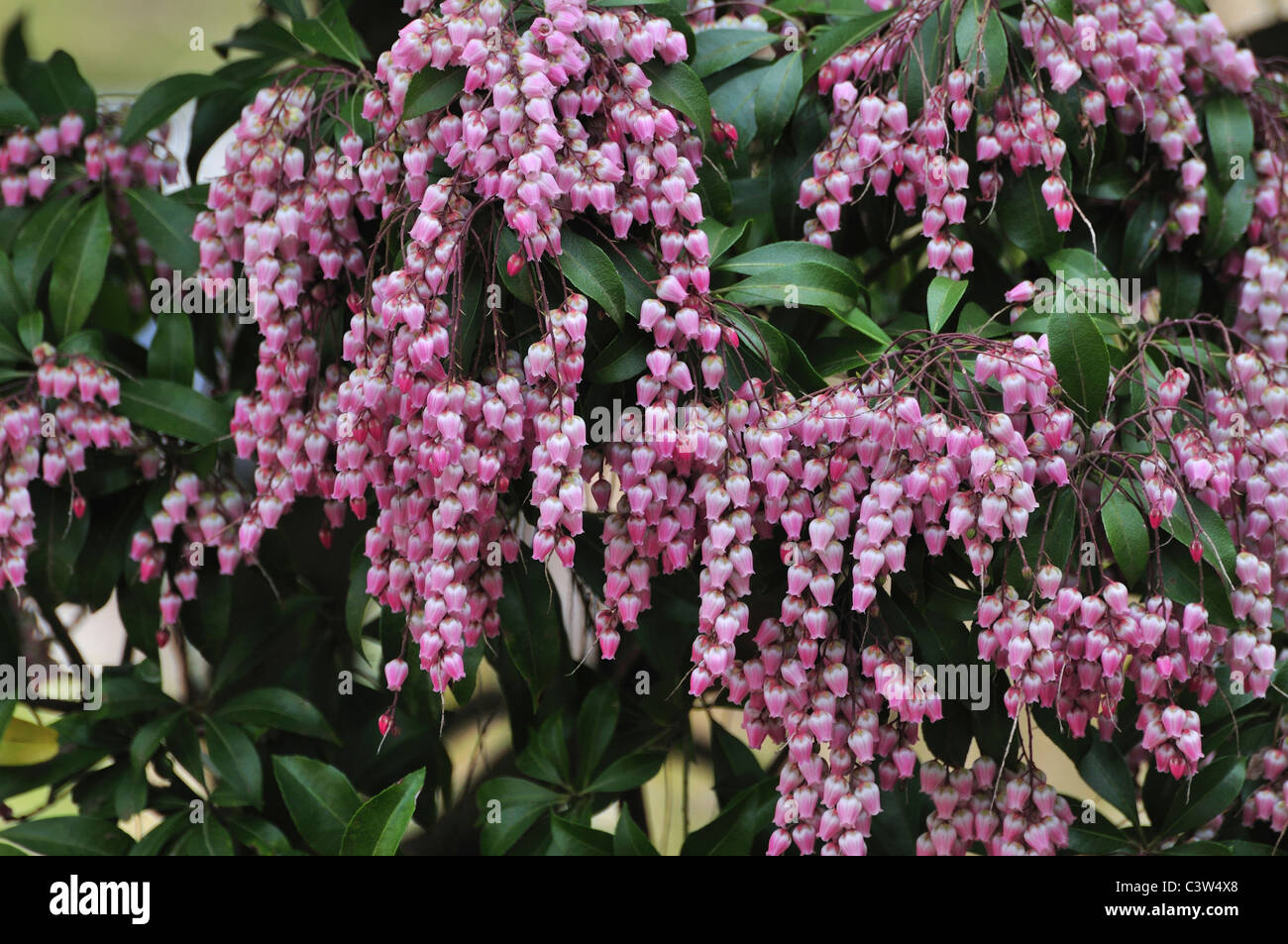 Japanese andromeda flowers Stock Photo - Alamy