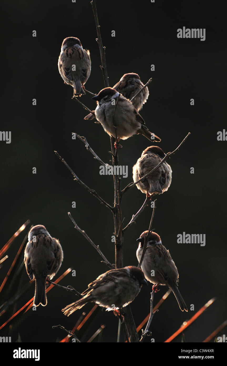 Vertical image of sparrow hi-res stock photography and images - Alamy