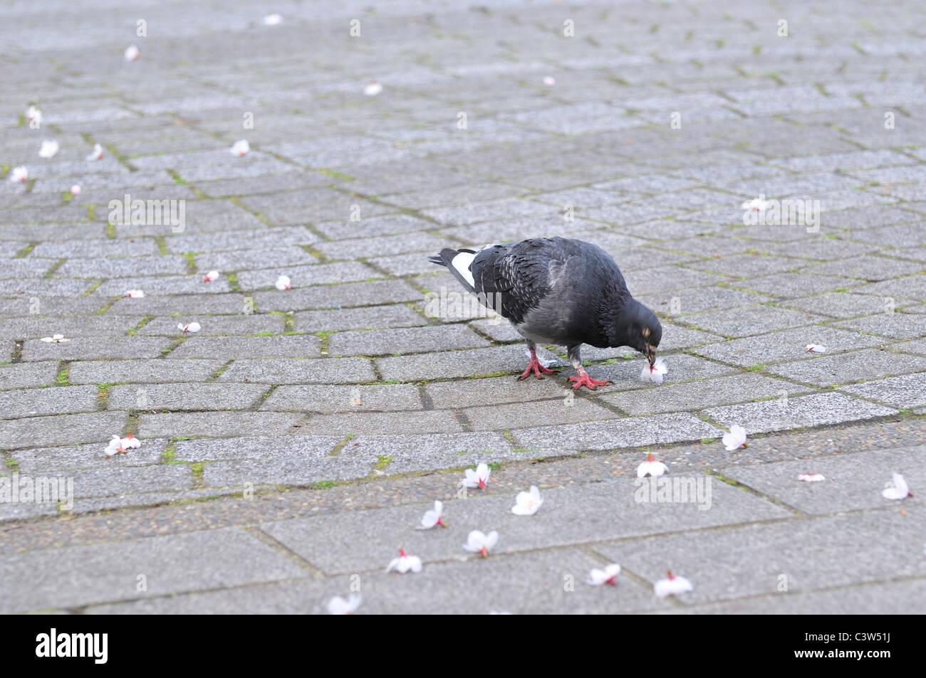 Pigeon Pecking Cherry Blossoms Stock Photo - Alamy