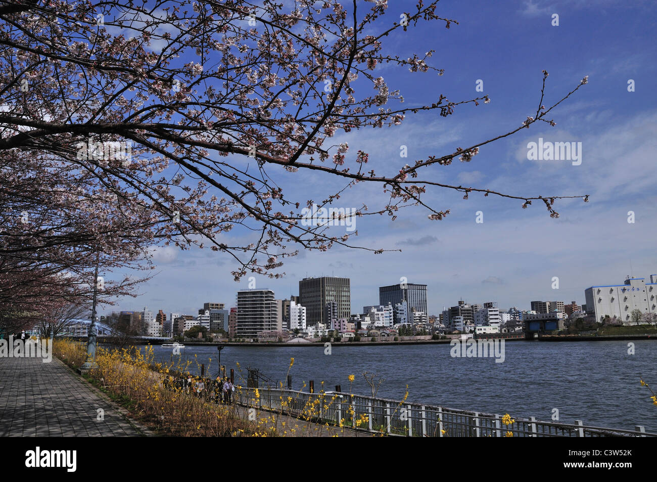 Japan cherry blossom river sumida hi-res stock photography and images ...