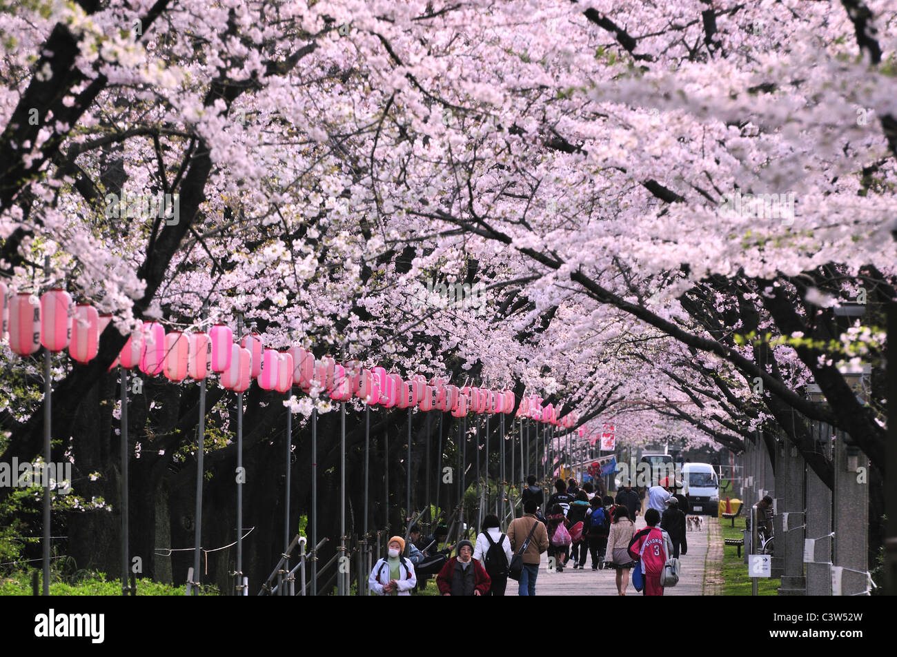 Cherry Blossom Trees in Park Stock Photo - Alamy