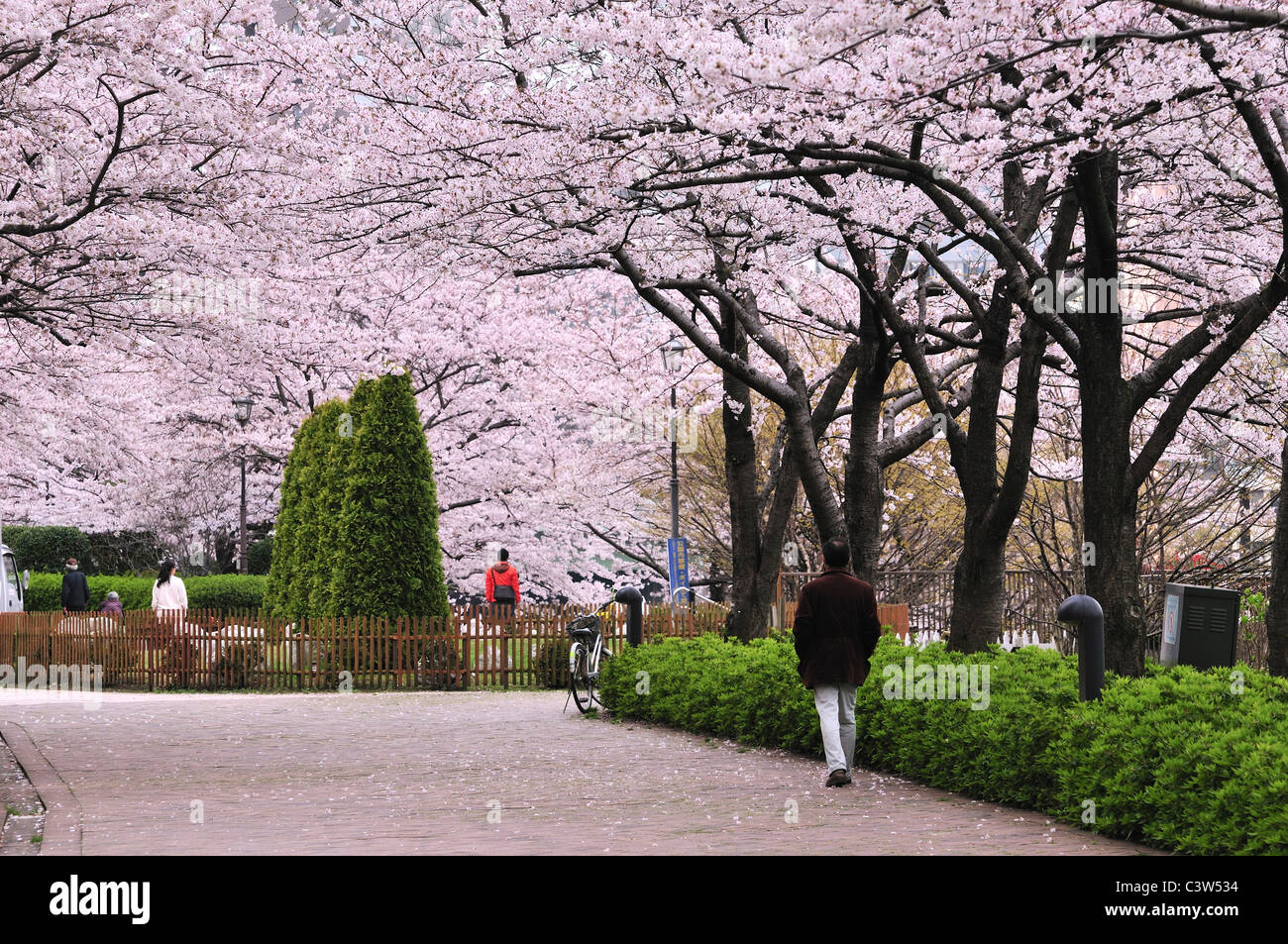 Cherry Blossom Trees in Park Stock Photo - Alamy