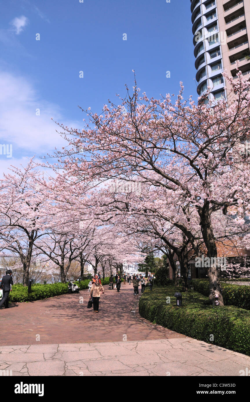 Cherry Blossom Trees in Park Stock Photo - Alamy