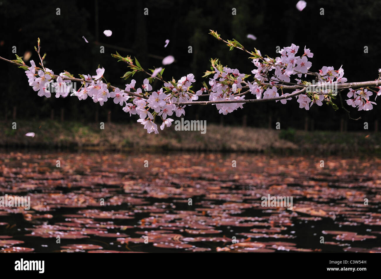 Cherry Blossom Tree Over Pond Stock Photo - Alamy