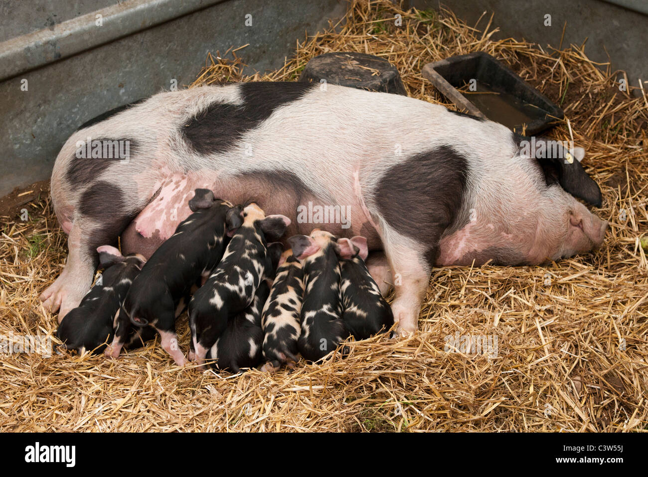 Pigs suckling hi-res stock photography and images - Alamy