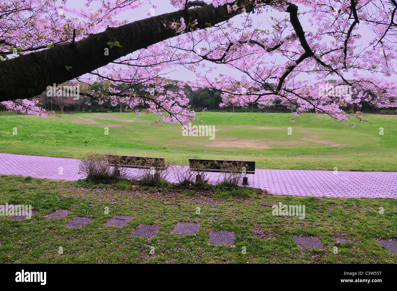 Cherry Blossoms Over Bench Stock Photo - Alamy