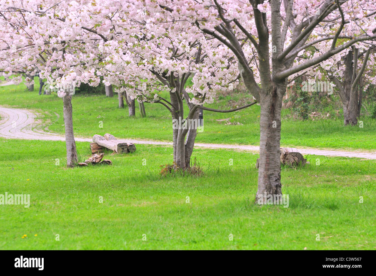 Cherry Blossom Trees in Park Stock Photo - Alamy