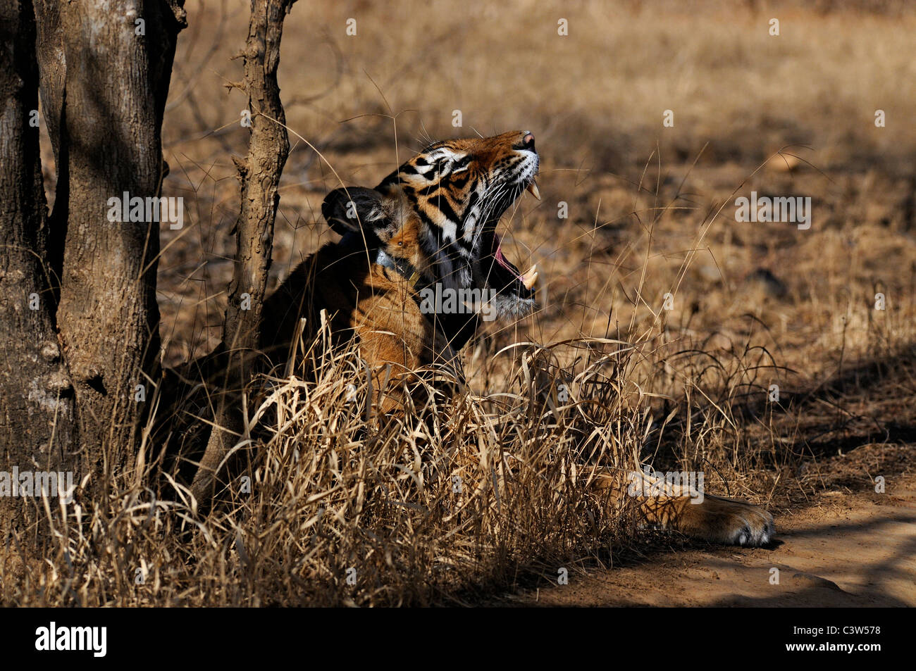Tiger radio collar hi-res stock photography and images - Alamy