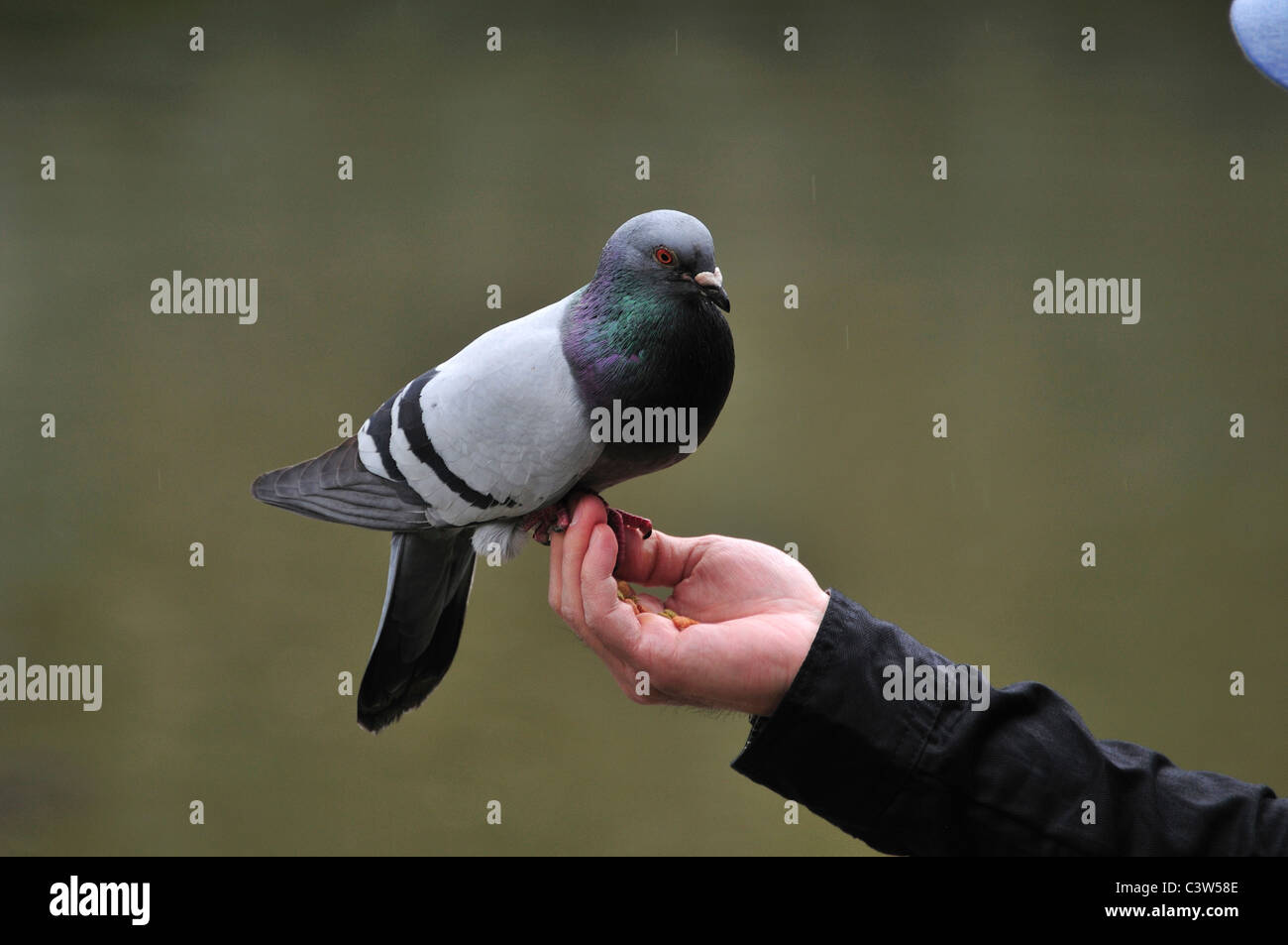 Pigeon on Hand Stock Photo - Alamy