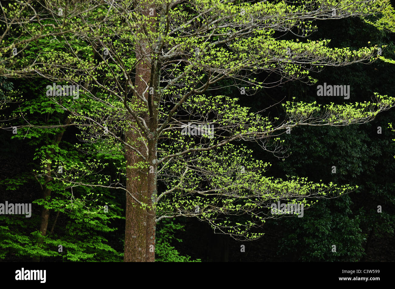 Dogwood in Spring Stock Photo - Alamy